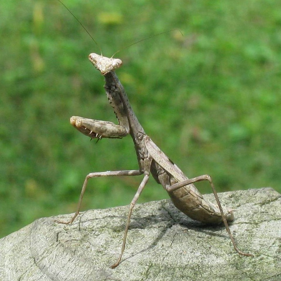 Carolina Mantis from 3811 Baxter Ave, Nashville, TN 37216, USA by Nora ...