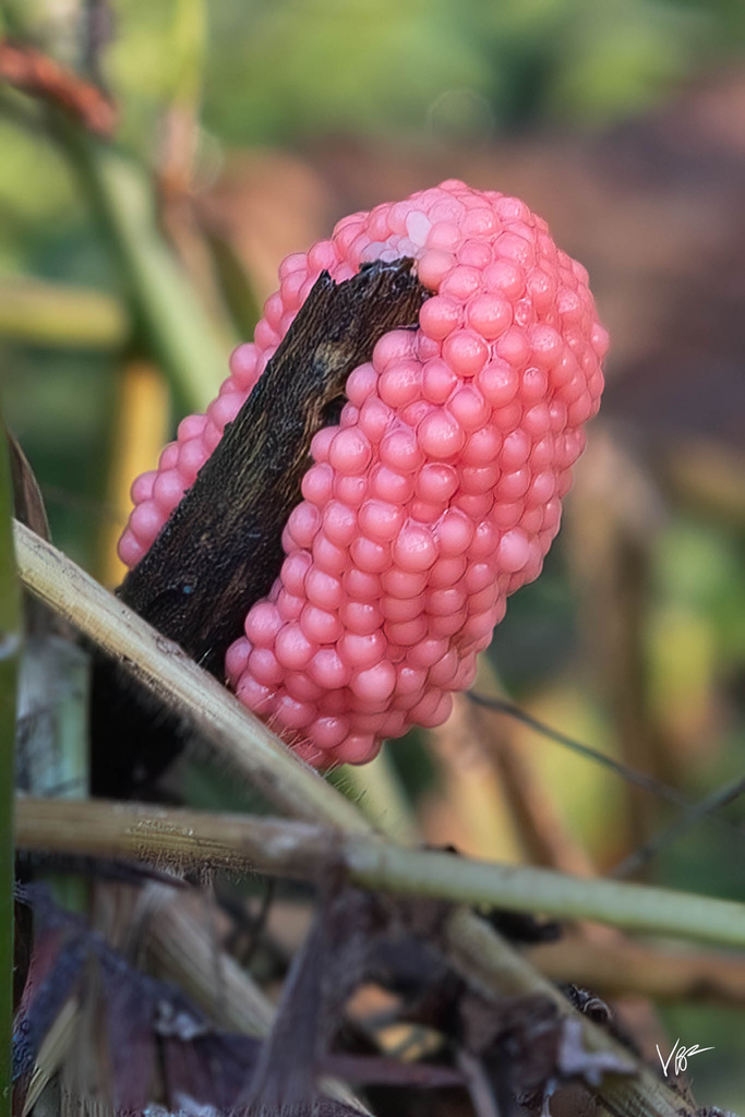 Island Apple Snail from Treasure St, Jean Lafitte, LA, US on September ...