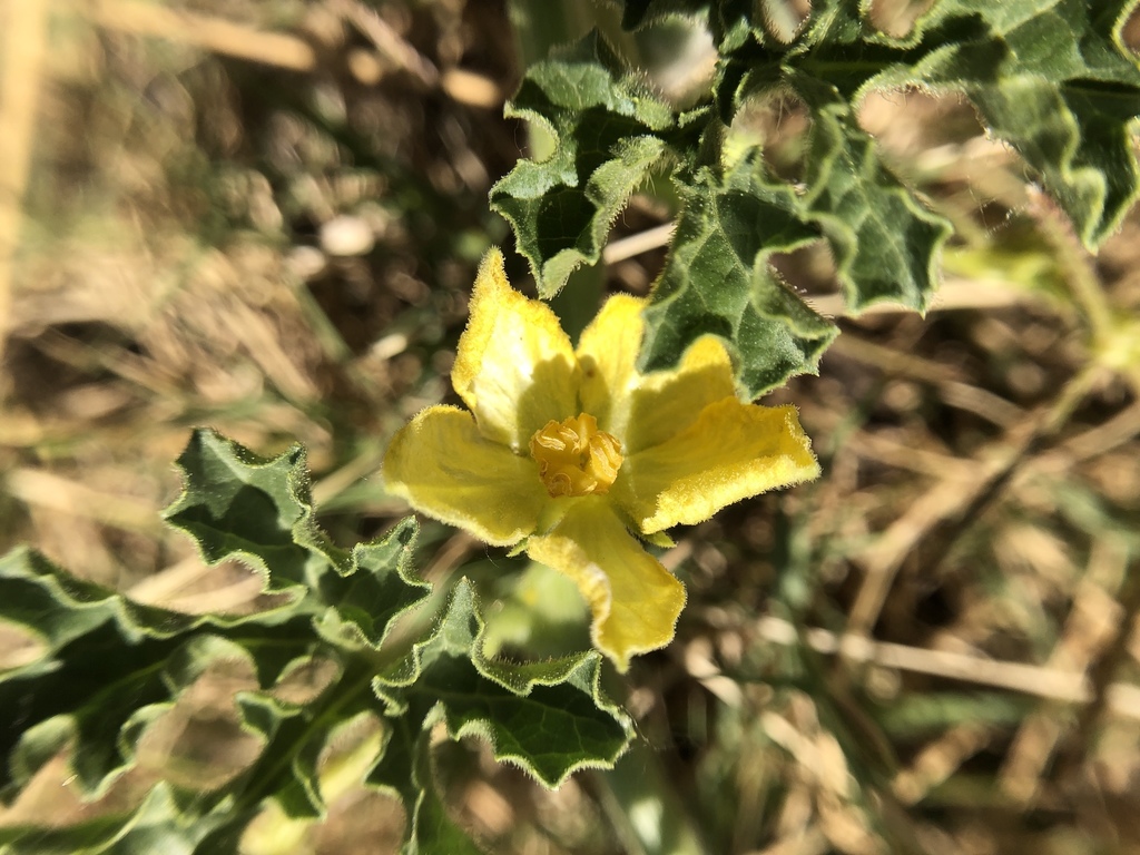 Colocynth (Citrullus colocynthis) - Botanical Realm