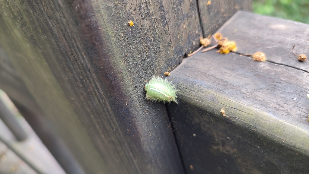 Thosea sinensis from 500台灣彰化縣彰化市八卦山 on May 7, 2023 at 03:21 PM by ...