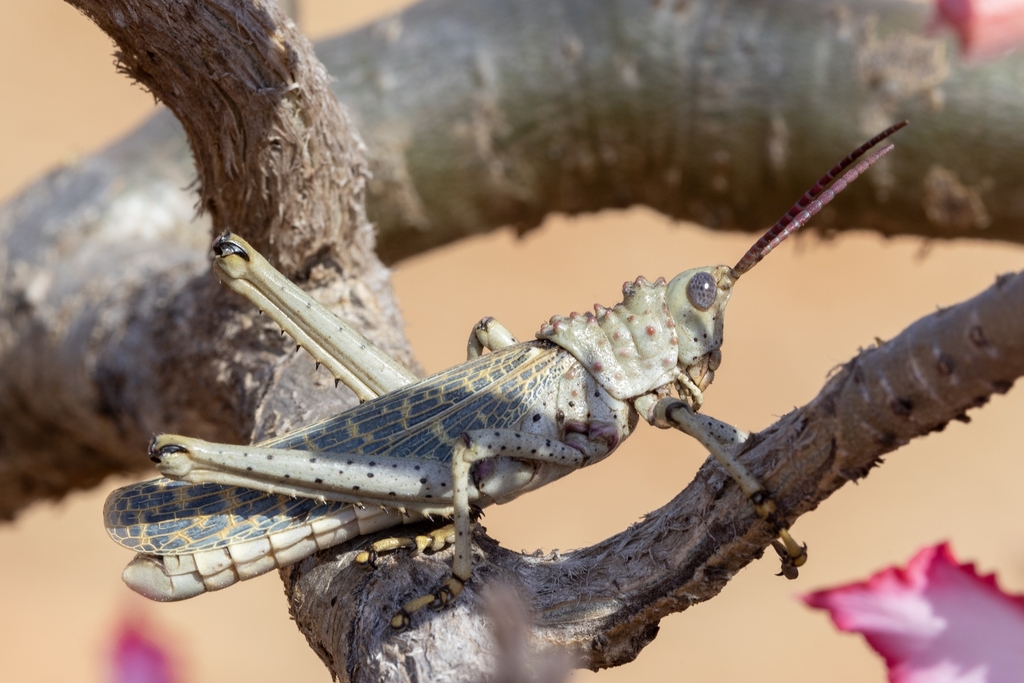 Redwart Milkweed Locust from Kruger Park, South Africa on August 27 ...