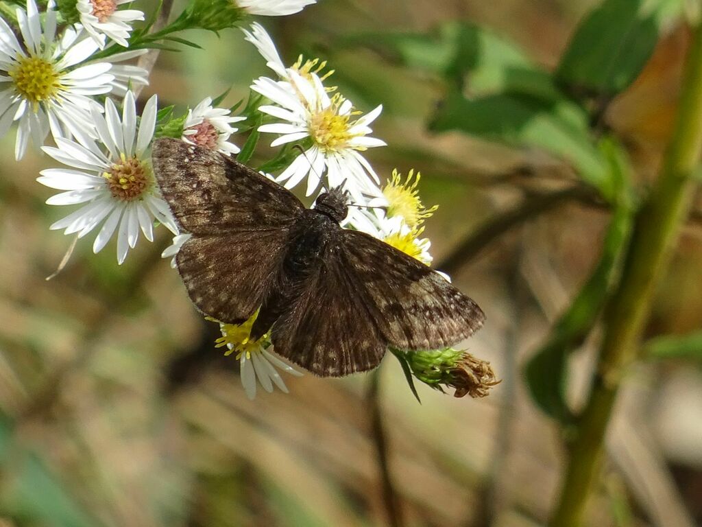Wild Indigo Duskywing from Puslinch Tract Conservation Area, 4343 ...