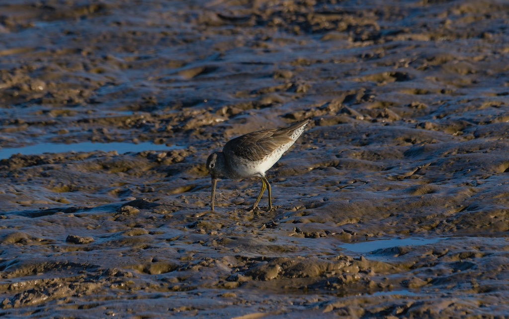Long-billed Dowitcher from Matagorda Bay Nature Park, Matagorda County ...