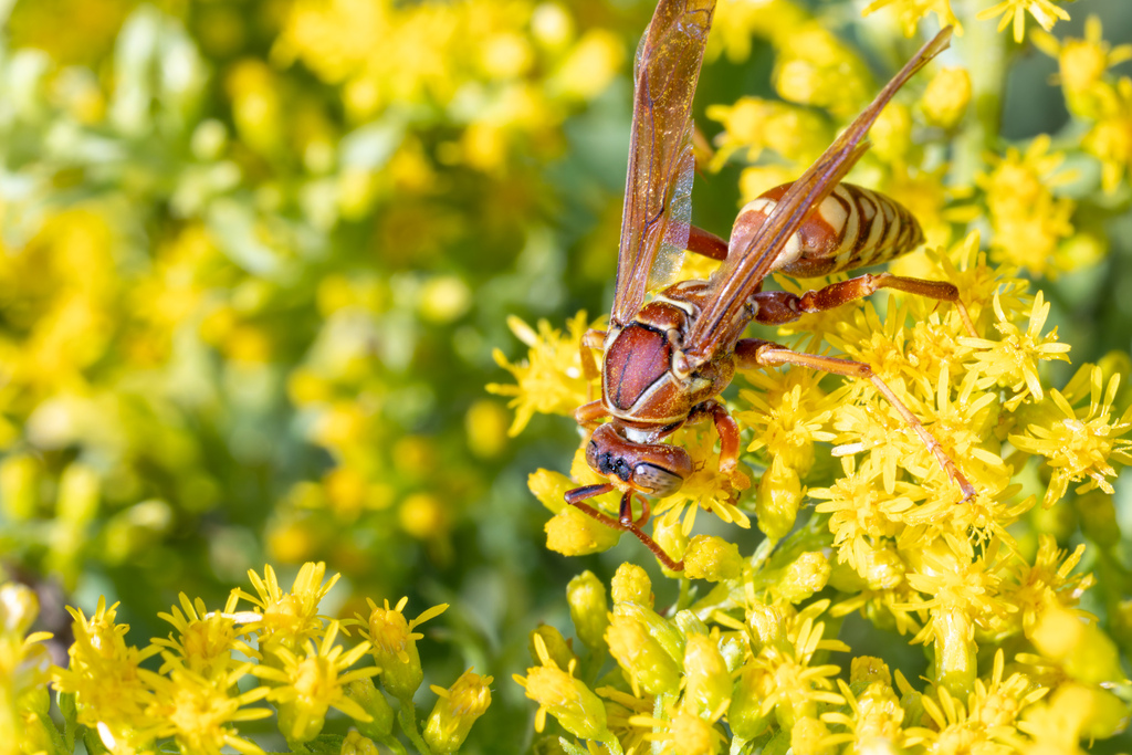 Southern Paper Wasp from Lewisville, TX, USA on September 25, 2024 at ...
