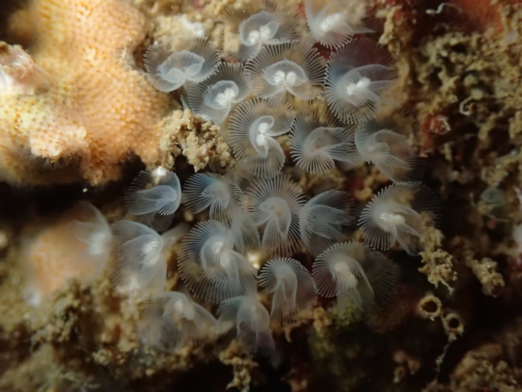 Phoronis ijimai from San Pedro Channel, , CA, US on June 25, 2019 at 08 ...