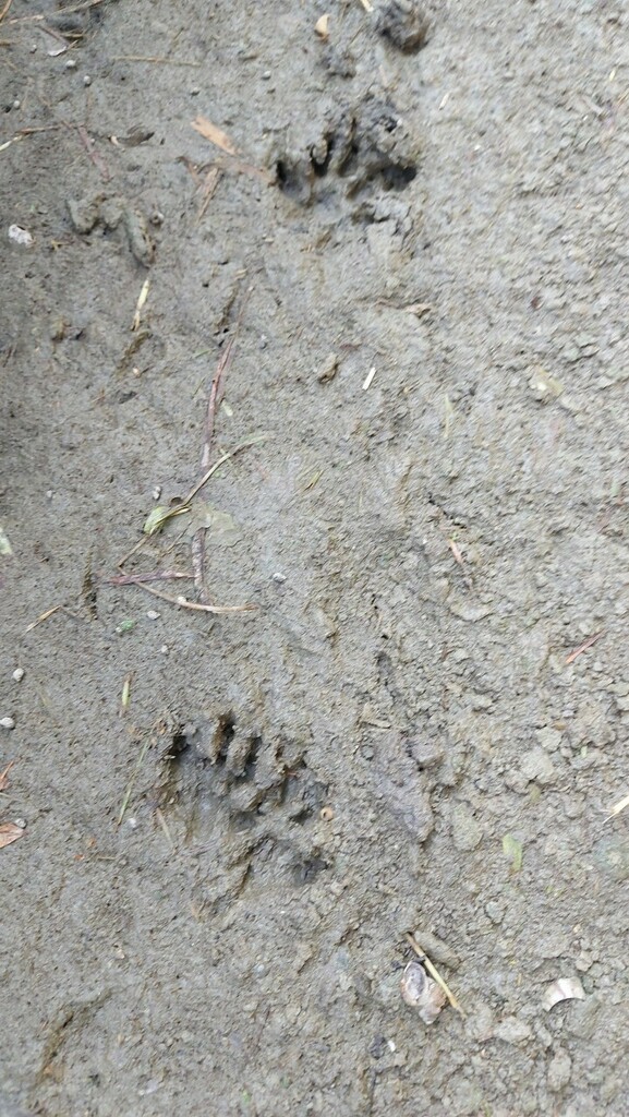 Taiwan Crab-eating Mongoose from 983台灣花蓮縣富里鄉 on September 2, 2024 at 11 ...