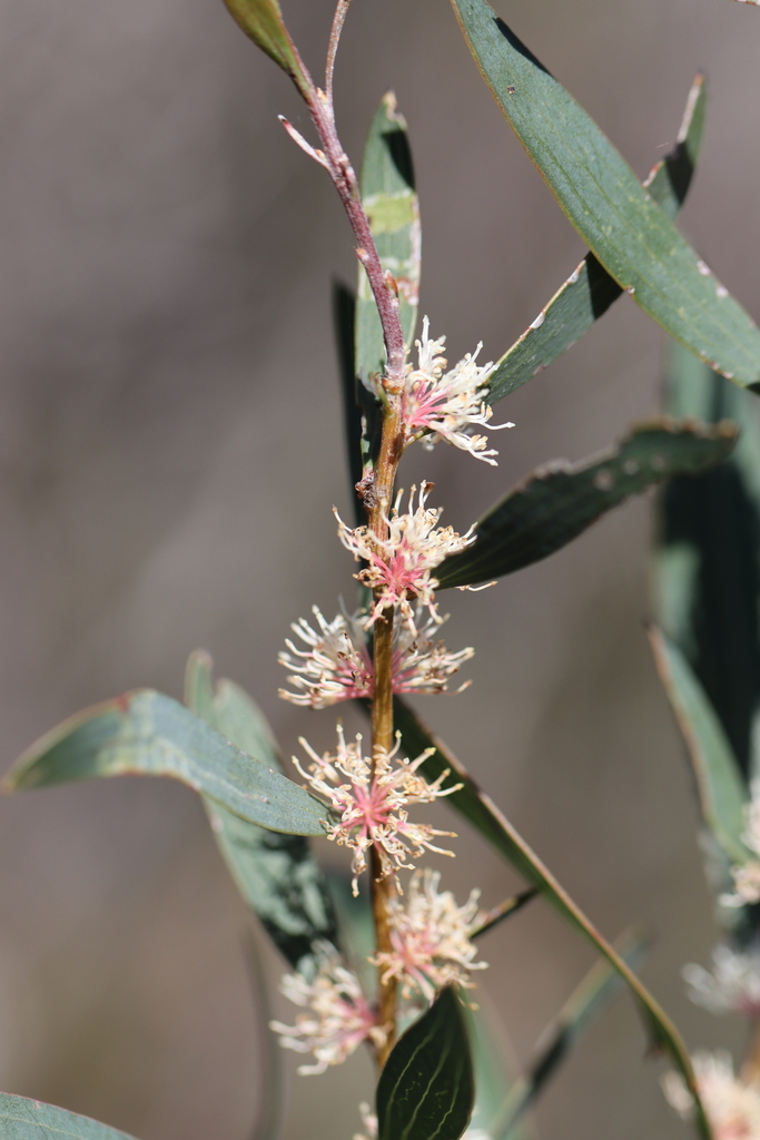 Pincushion trees from Cowan NSW 2081, Australia on September 21, 2024 ...