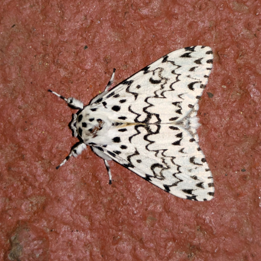 Lymantria todara from Sirumalai, Tamil Nadu, India on September 16 ...