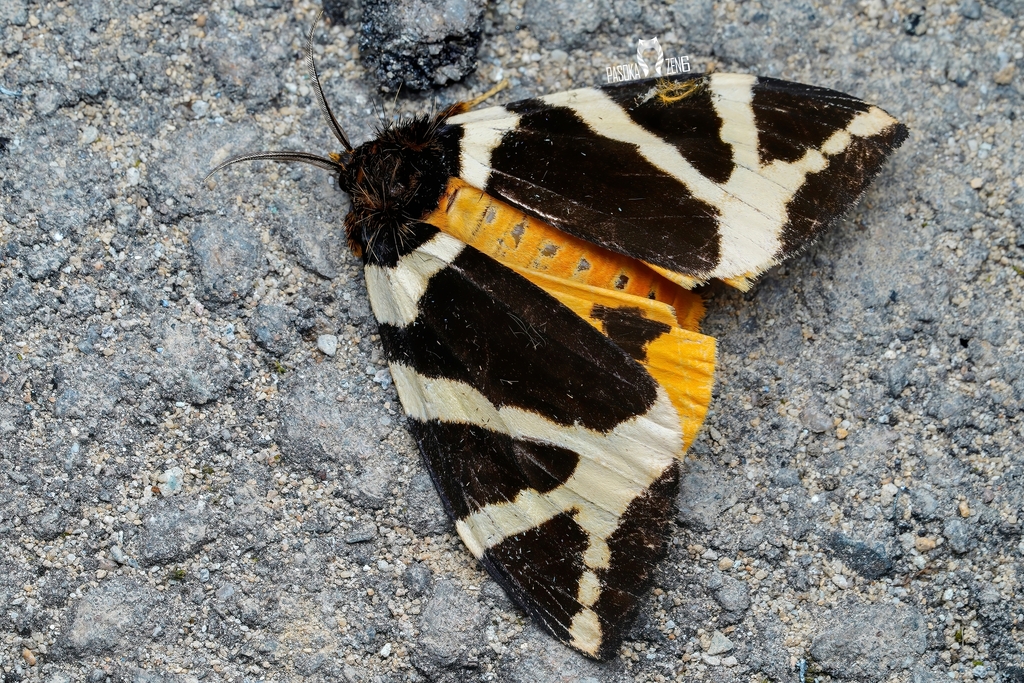 Numenes albofascia from Sakumimachi, Kaga, Ishikawa 922-0423日本 on ...