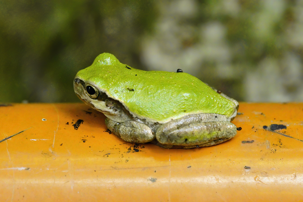 Japanese Tree Frog from Sakumimachi, Kaga, Ishikawa 922-0423日本 on ...