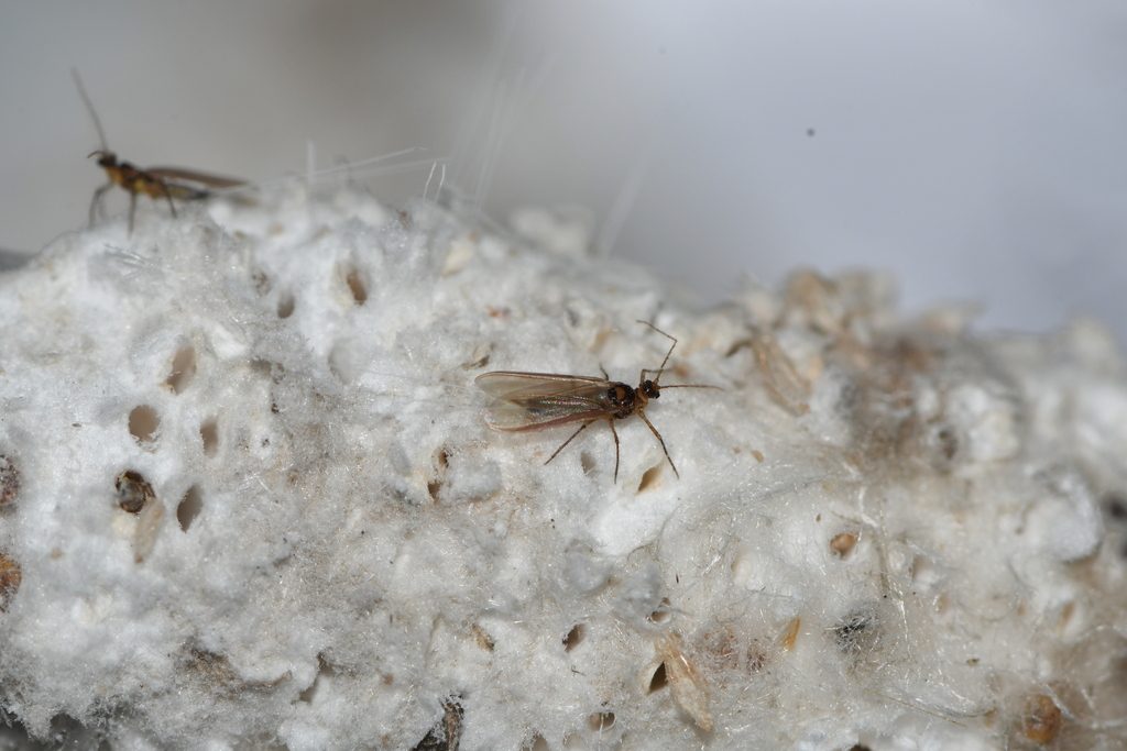 China Wax Scale Insect from 中国北京市通州区 on September 23, 2024 at 01:03 PM ...