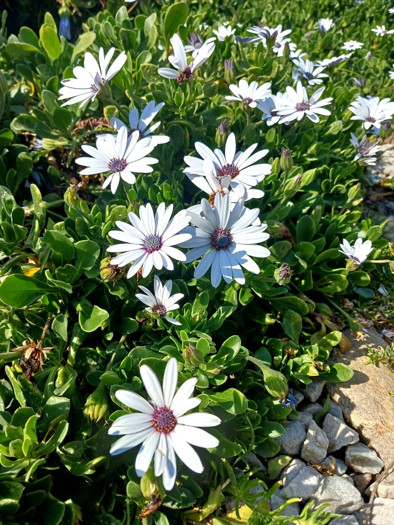 trailing African daisy from Kleinmond, 7195, South Africa on September ...
