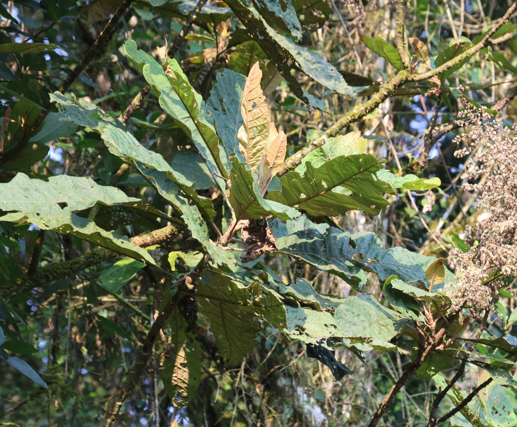 forest fever tree from Bwindi Impenetrable Forest, Kanungu, Uganda on ...