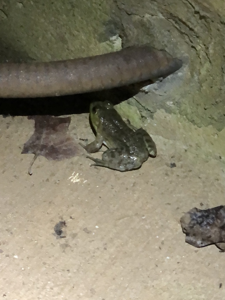 American Bullfrog from J W Nix Rd, Dahlonega, GA, US on September 27 ...
