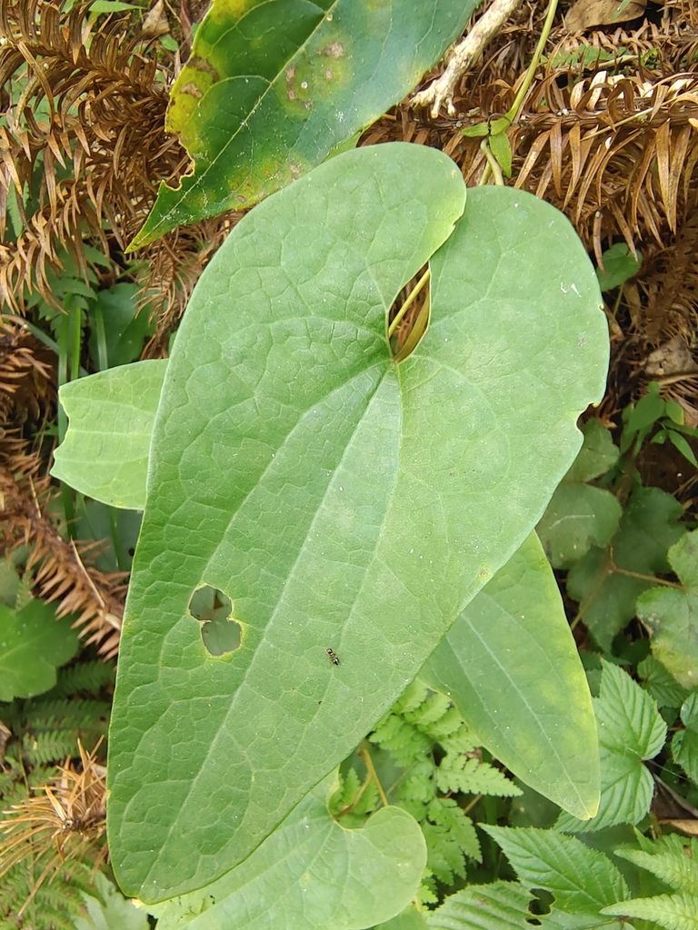 slender Dutchman's pipe from Yichun, CN-JX, CN on September 26, 2024 at ...