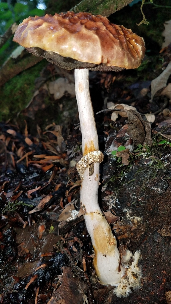 Boletellus singeri from Quimixtlán, MX-PU, MX on June 30, 2019 at 03:55 ...