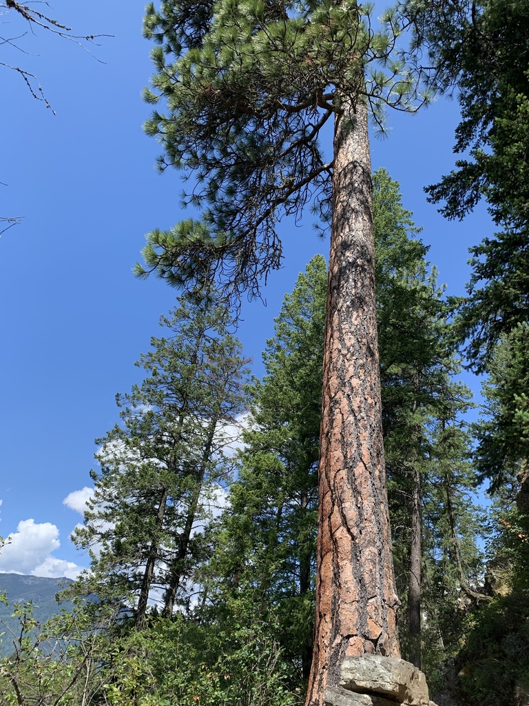 Ponderosa Pine from Pilot Bay Provincial Park, , BC, CA on June 30 ...