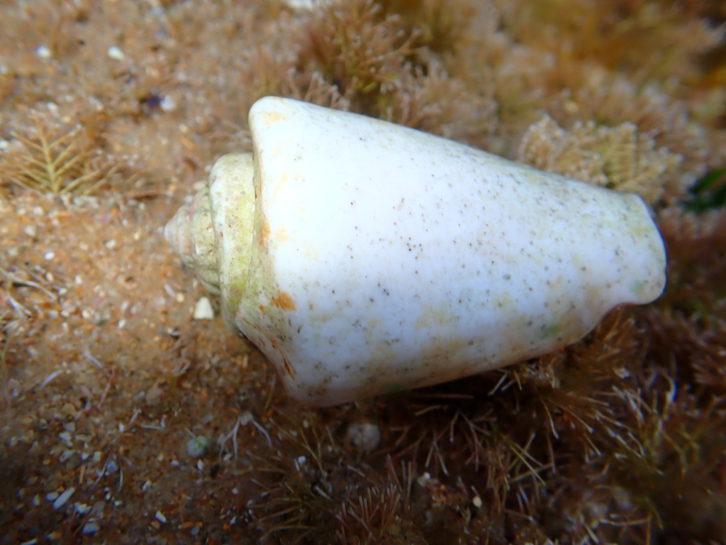 Strawberry Conch from Central Coast NSW, Australia on September 20 ...