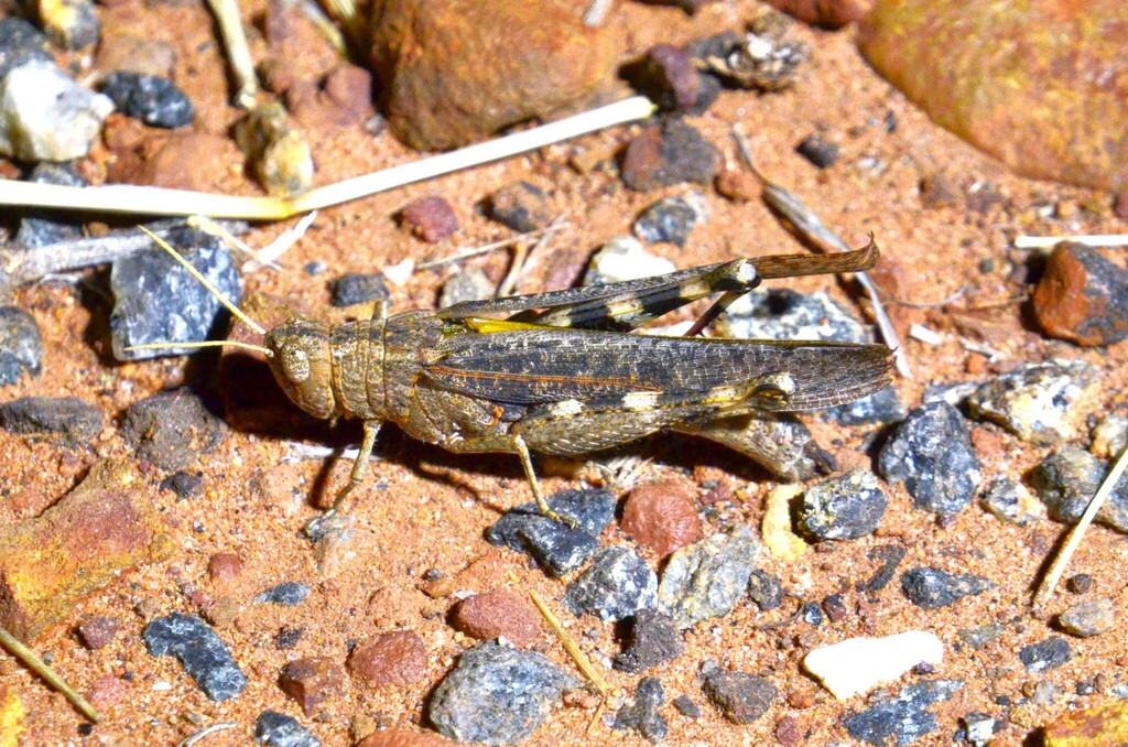 Striped Ungee-gungee from Mereenie NT 0872, Australia on September 19 ...