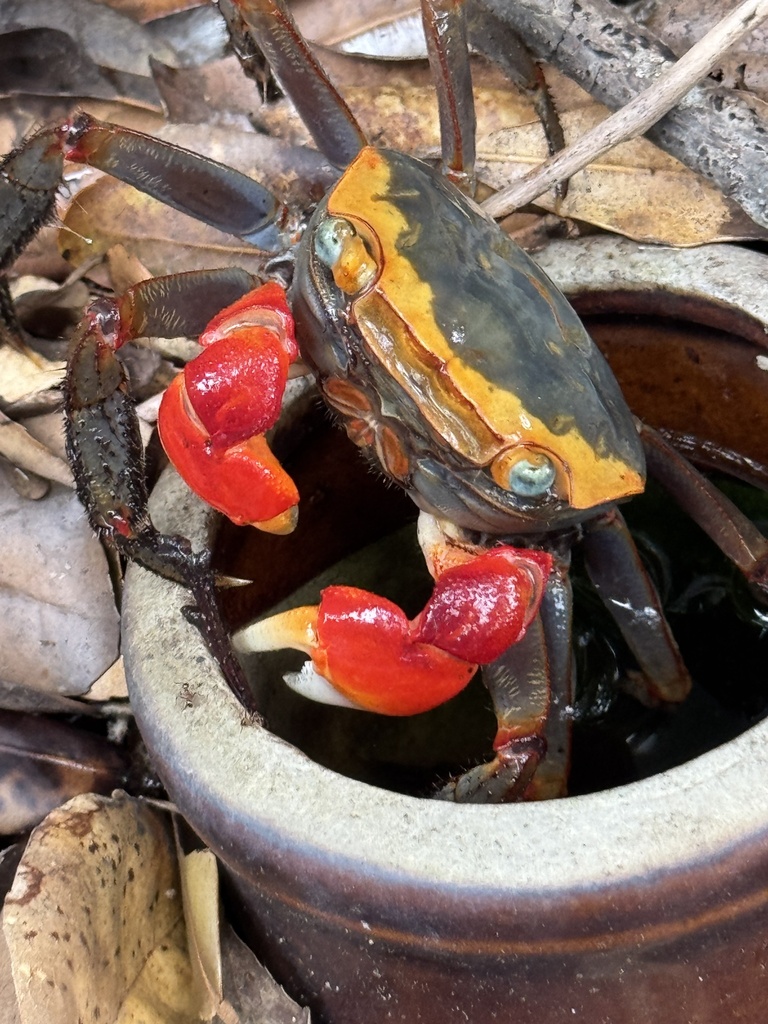 Red-clawed crab from 吉野熊野国立公园, 新宫市, 和歌山县, JP on September 27, 2024 at 04:27 PM by yiniezi ...