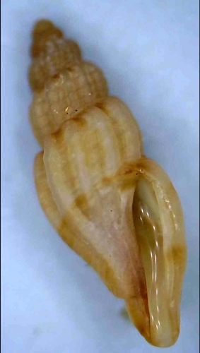 Guraleus deshayesii · iNaturalist