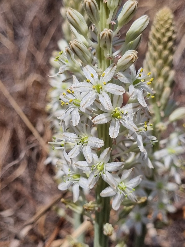 Red Squill in September 2024 by Richard Gill · iNaturalist