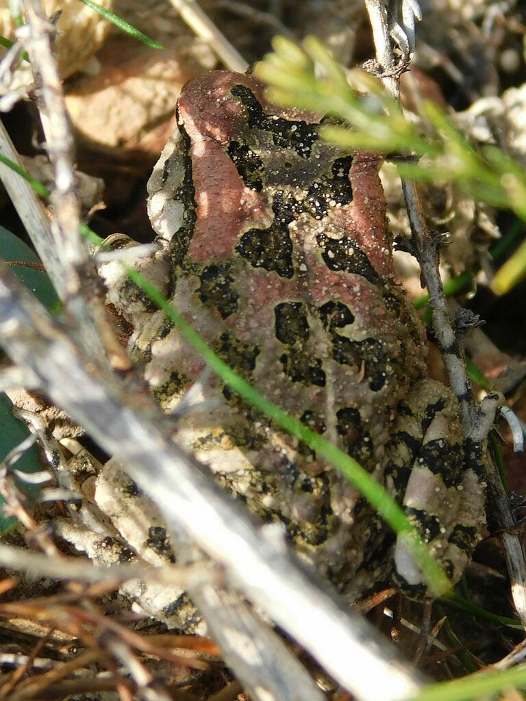 Raucous Toad from Maermanslink Greyton, 7233, South Africa on September ...