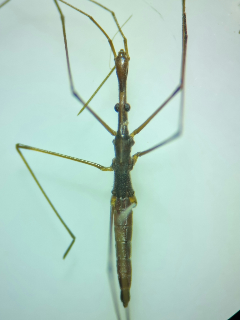 Common Water Measurer from Hely: 48,024650, 20,322730 on August 30 ...