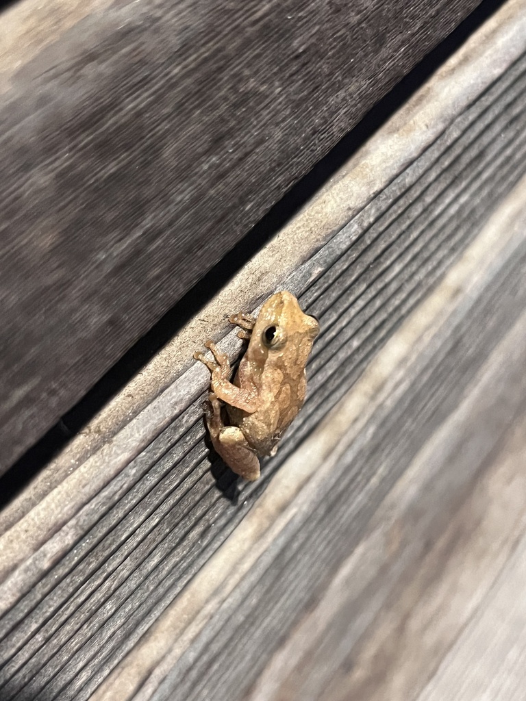 Spring Peeper from Hocking College, Nelsonville, OH, US on September 26 ...