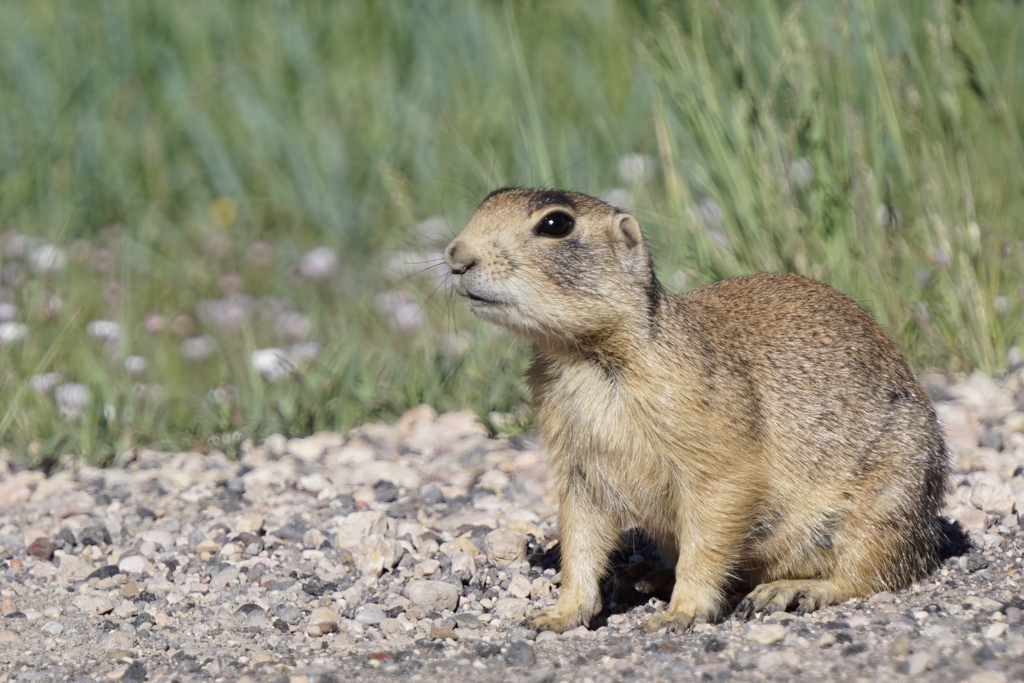 Utah Prairie Dog (Salt Lake City Rural and Urban Mammals) · iNaturalist