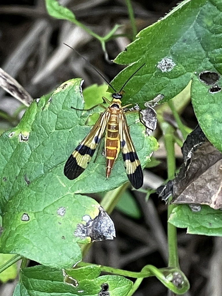 Common Japanese Scorpionfly from Kakizakiku Shimomaki, Joetsu, Niigata ...