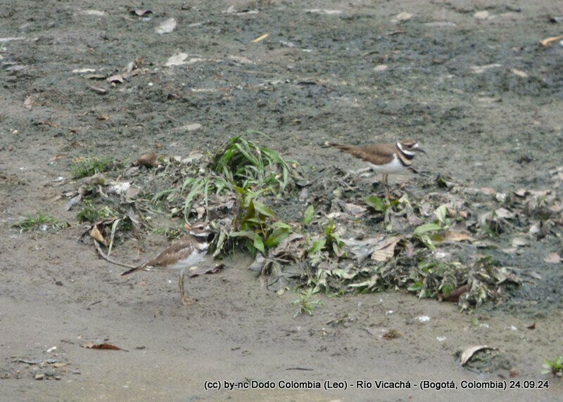 Killdeer from Canal San Francisco (tercio bajo) on September 24, 2024 ...