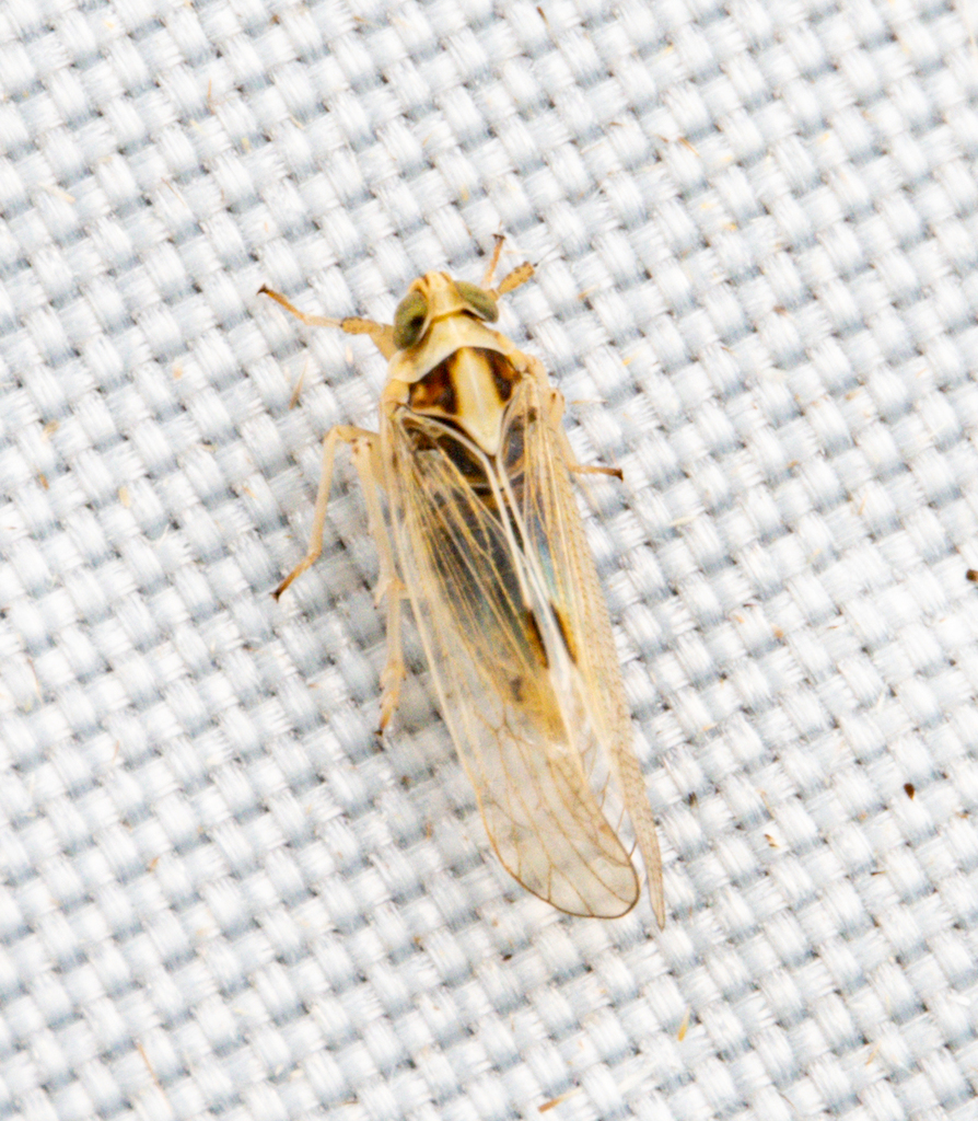 White-backed Planthopper from 中国贵州省贵阳市花溪区 on September 12, 2024 at 11: ...