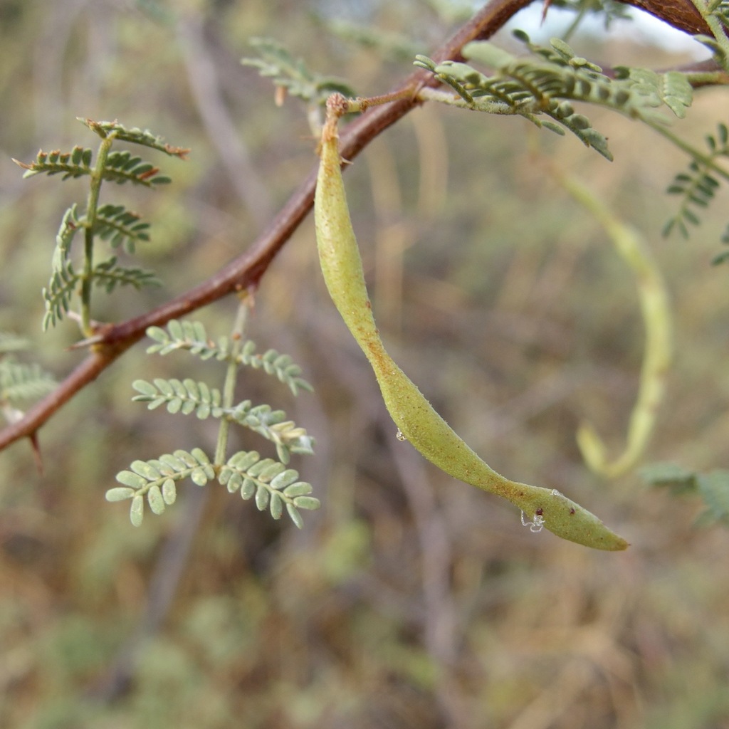 whitethorn acacia from 85506 San Carlos Nuevo Guaymas, Sonora, Mexico ...