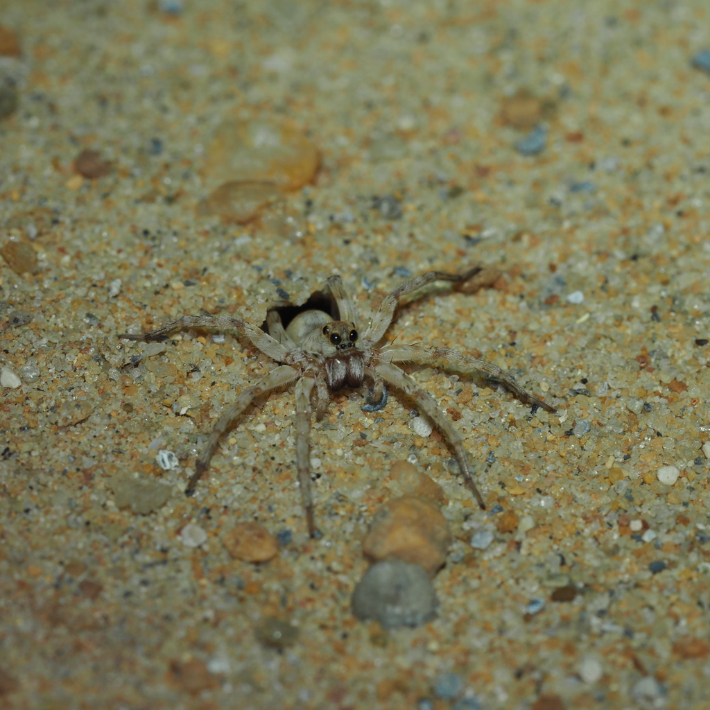 Wolf Spiders from Carnarvon WA 6701, Australia on September 26, 2024 at ...