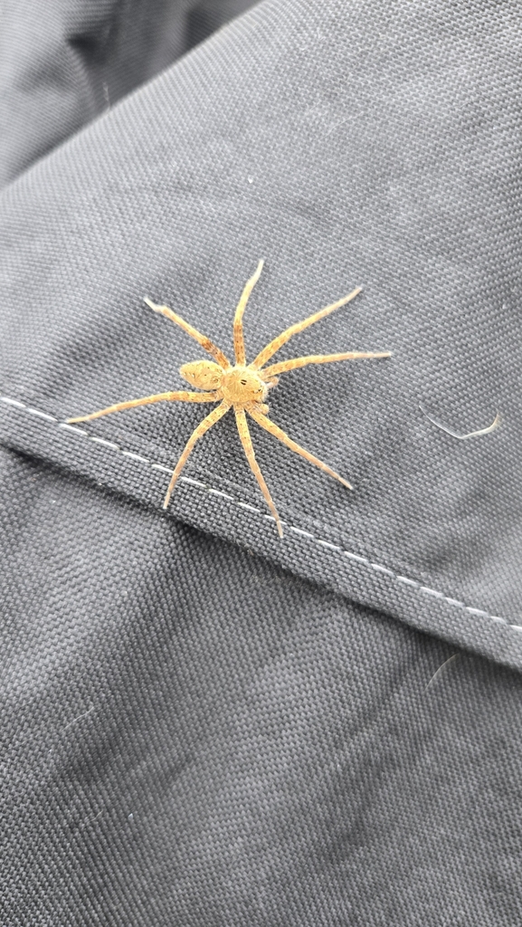 RTA Clade Spiders from Lawrenceville, GA 30044, USA on September 27 ...
