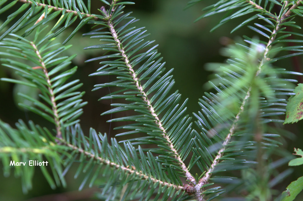 balsam fir from Paul Stream Road, Ferdinand, Vermont on July 24, 2013 ...
