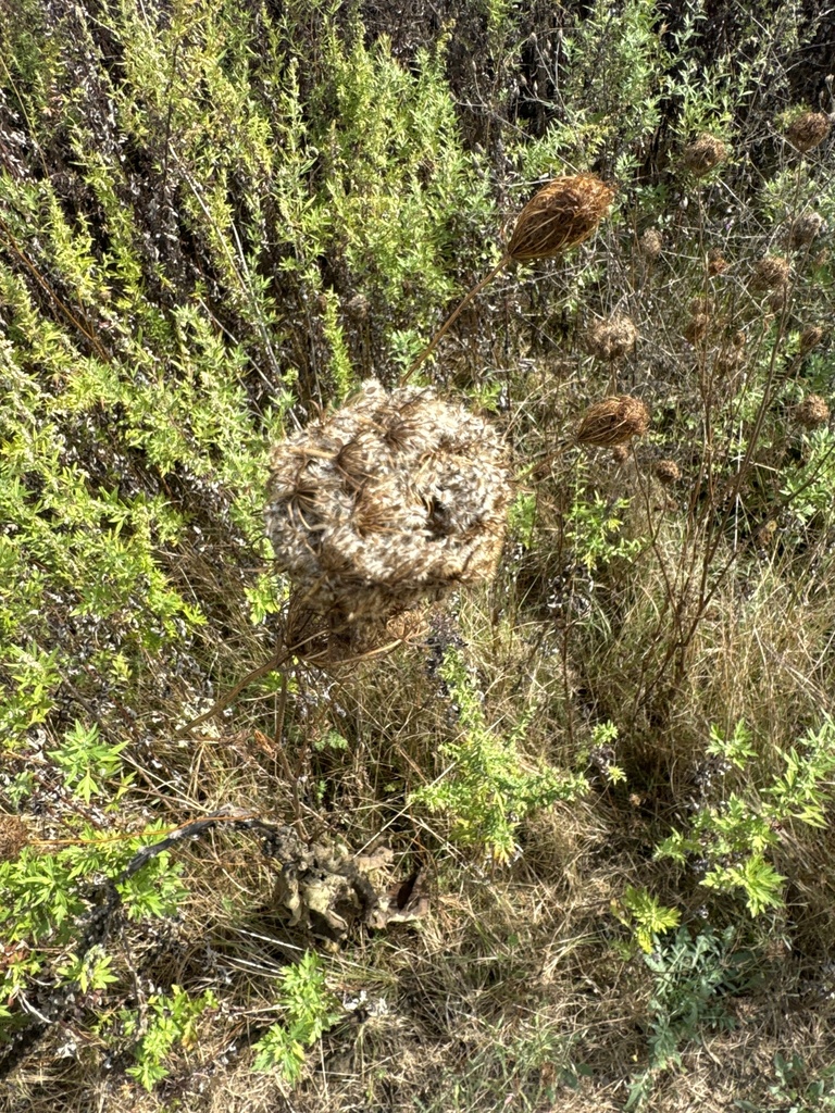spotted knapweed from Bucklin St, Providence, RI, US on September 27 ...