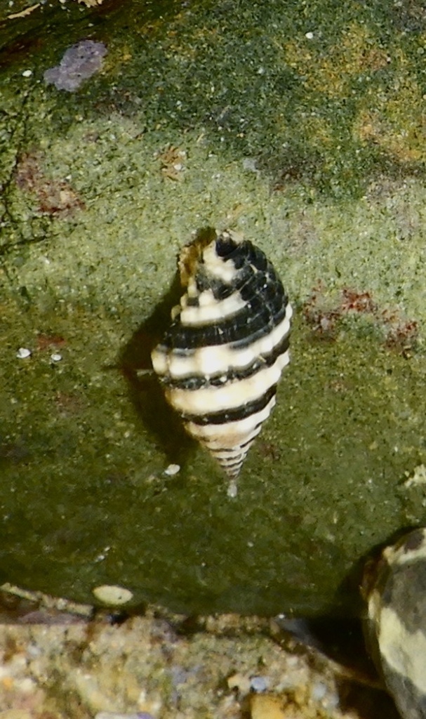 Engina zonalis from Serenity Bay, Emerald Beach, NSW, AU on September ...