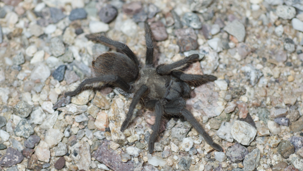 Tucson Bronze Tarantula from Catalina Foothills, AZ, USA on September ...