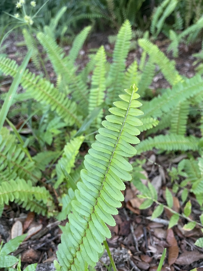 Fishbone Fern from Wolford Rd, Clearwater, FL, US on September 21, 2024 ...