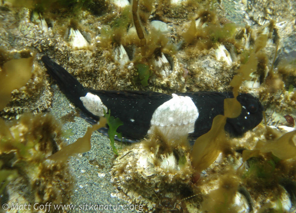 Mosshead Sculpin (Clinocottus globiceps) - Marine Life Identification