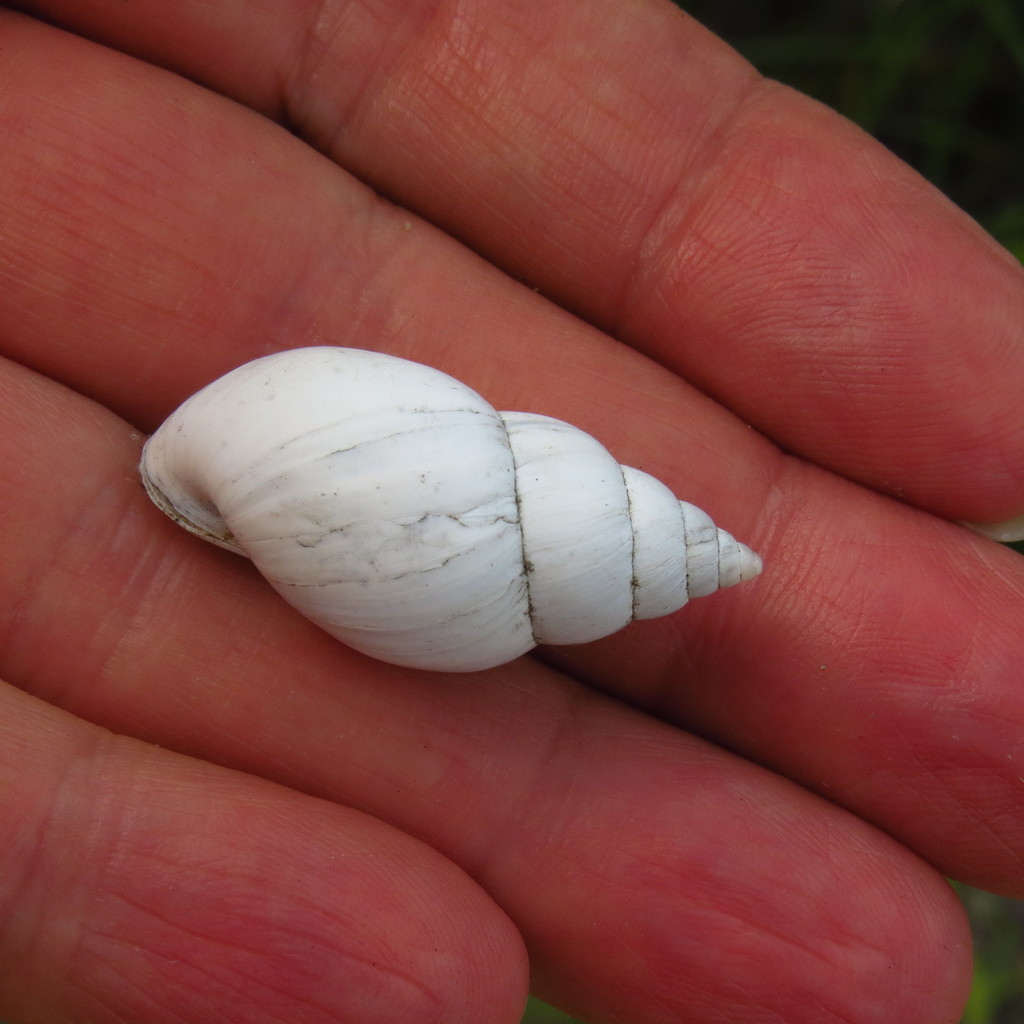 Rabdotus schiedeanus from Val Verde County, TX, USA on June 20, 2019 at ...