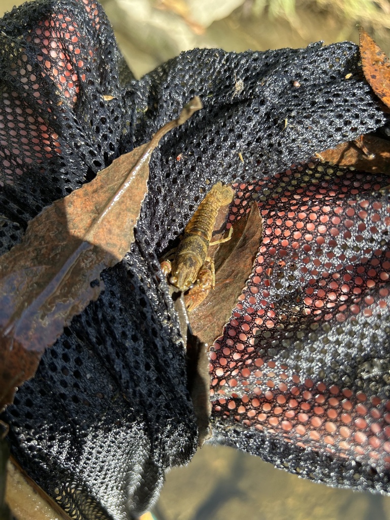 Northern Clearwater Crayfish from Etobicoke Creek, Brampton, ON, CA on ...