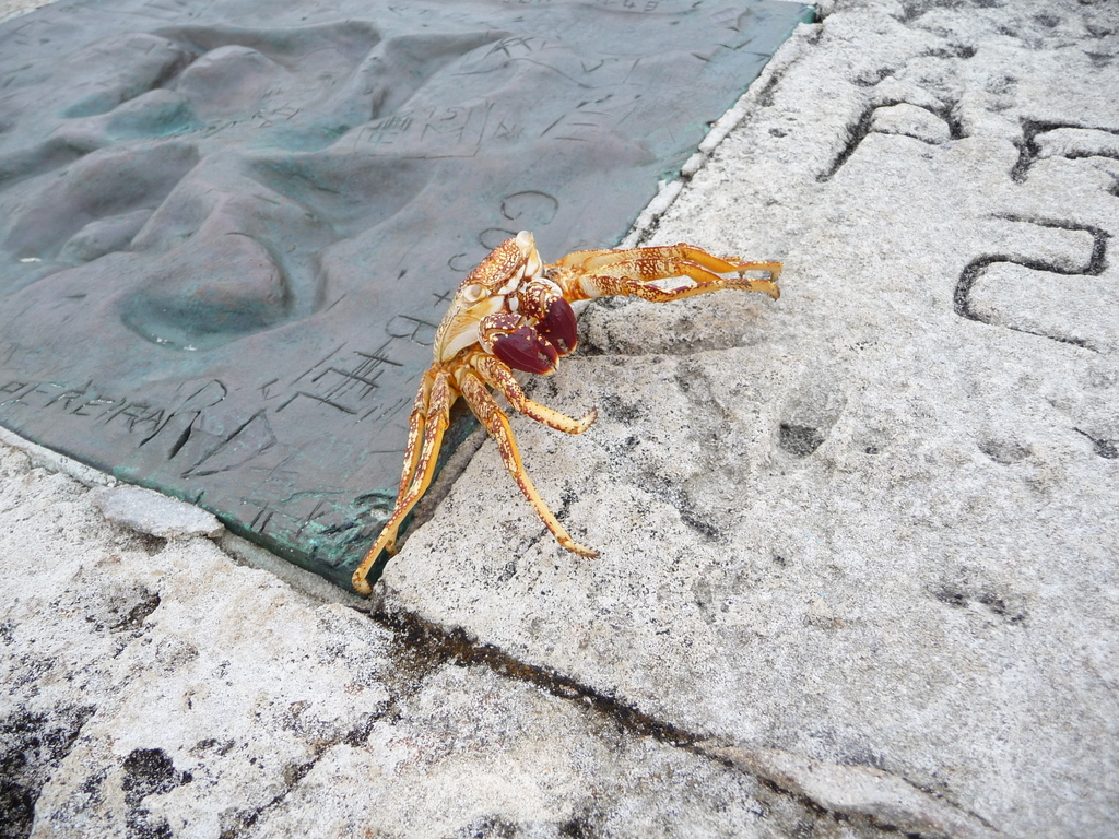 Sally Lightfoot Crab from Bermuda on December 29, 2012 at 11:15 AM by ...