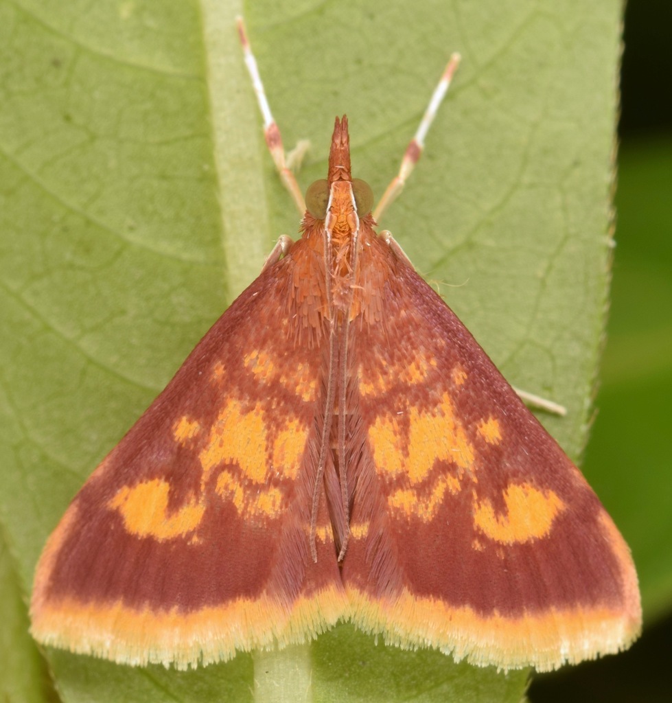 Mint-loving Pyrausta Moth (Moths and Butterflies of Massachusetts ...