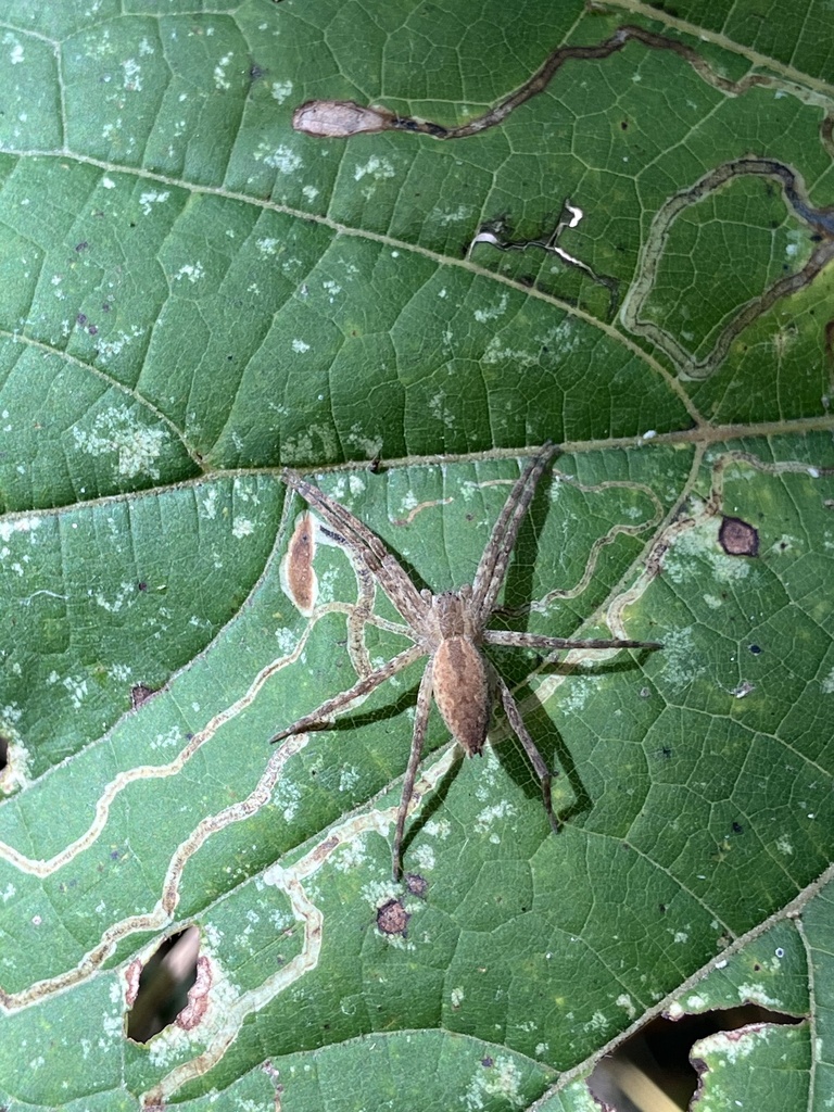 American Nursery Web Spider from Minnesota Valley National Wildlife ...