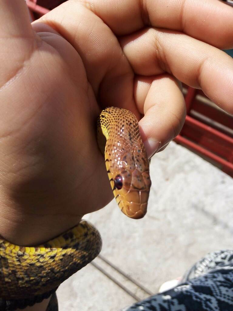 Mexican Bull Snake from 42970 Atitalaquia, Hgo., México on June 10 ...