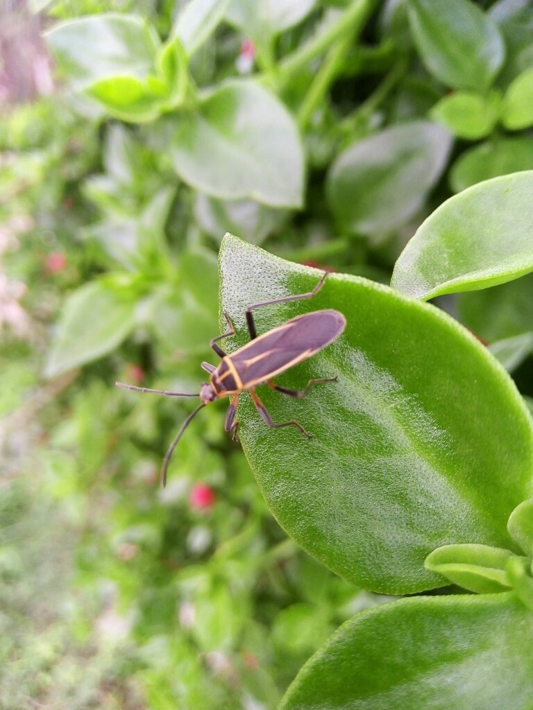 Red and Bordered Plant Bugs from Atotonilco de Tula, Hgo., México on ...