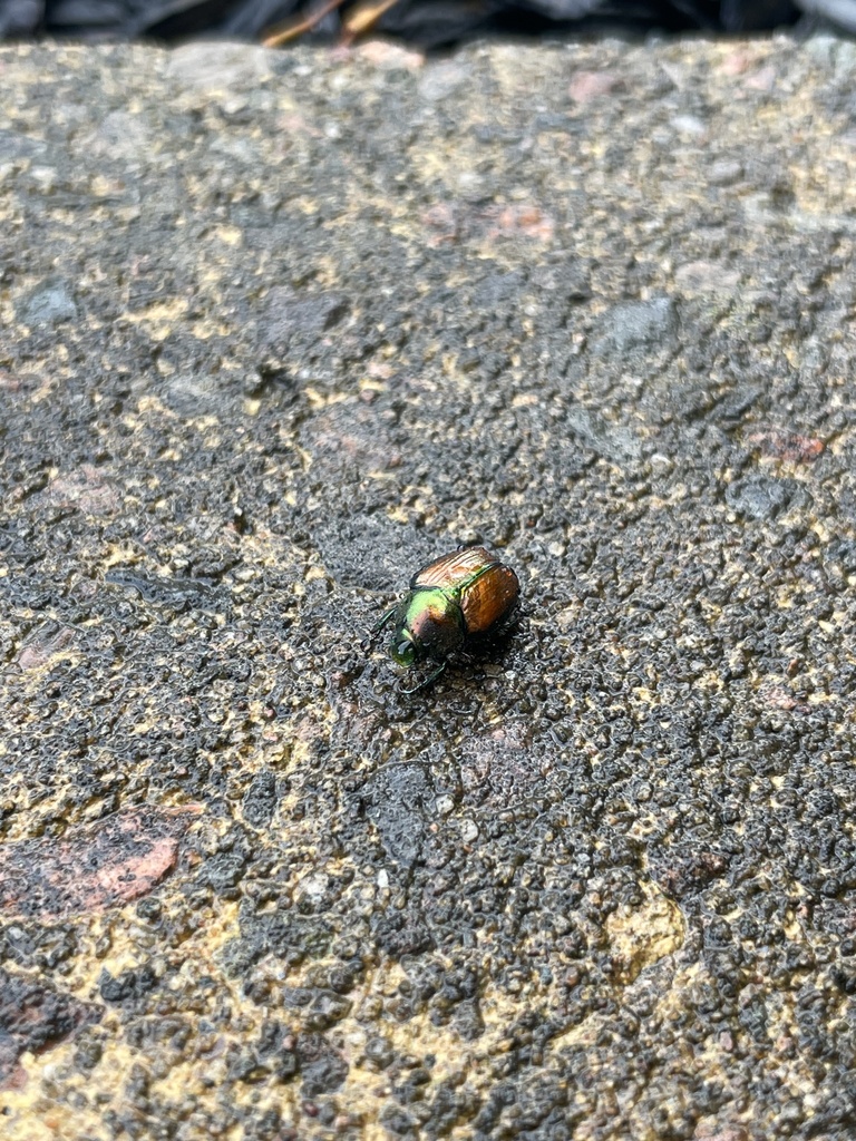 Japanese Beetle from University of King's College, Halifax, NS, CA on ...